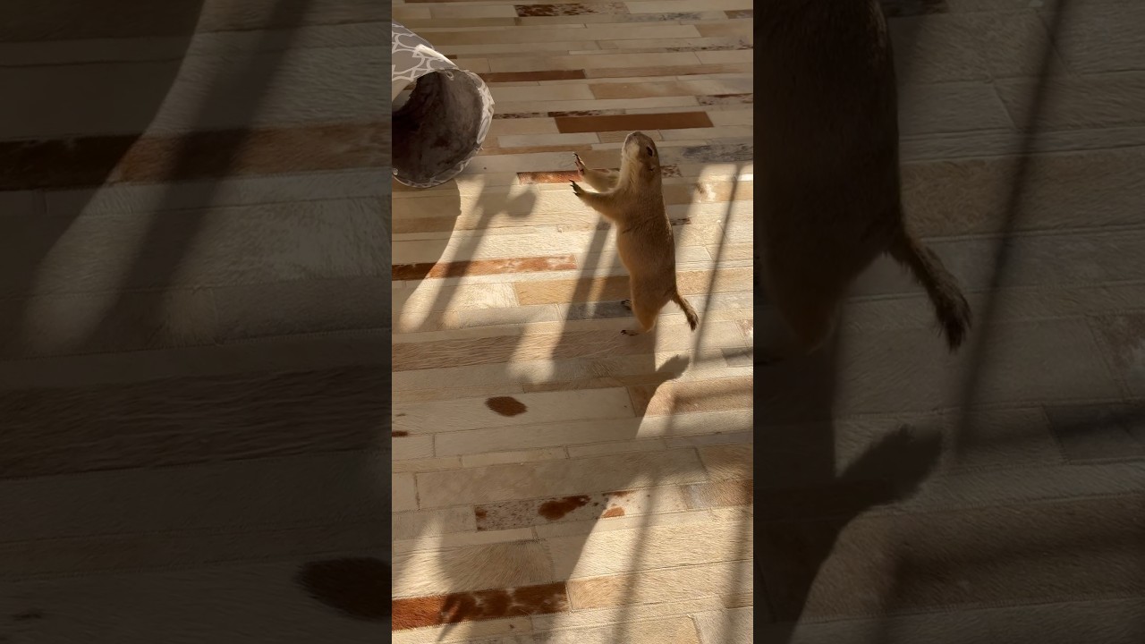 Morning Wahoo with Poppy the Prairie Dog