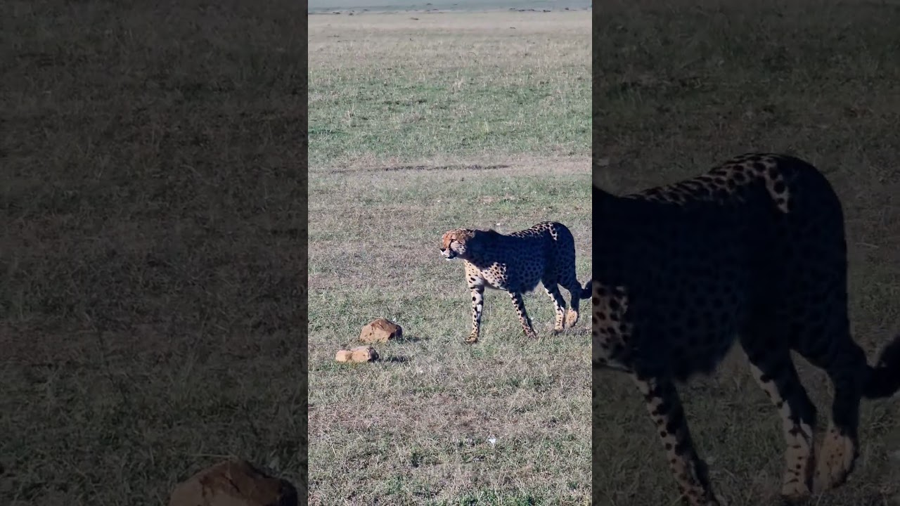 Cheetah Reaches Its Full Potential In Epic Hunt