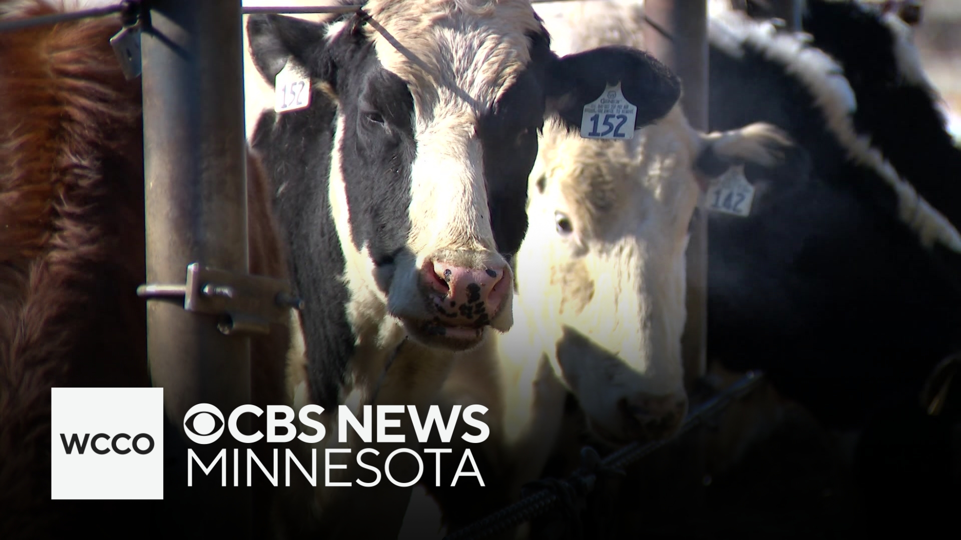 Minnesota to begin bird flu testing of raw milk from dairy cows
