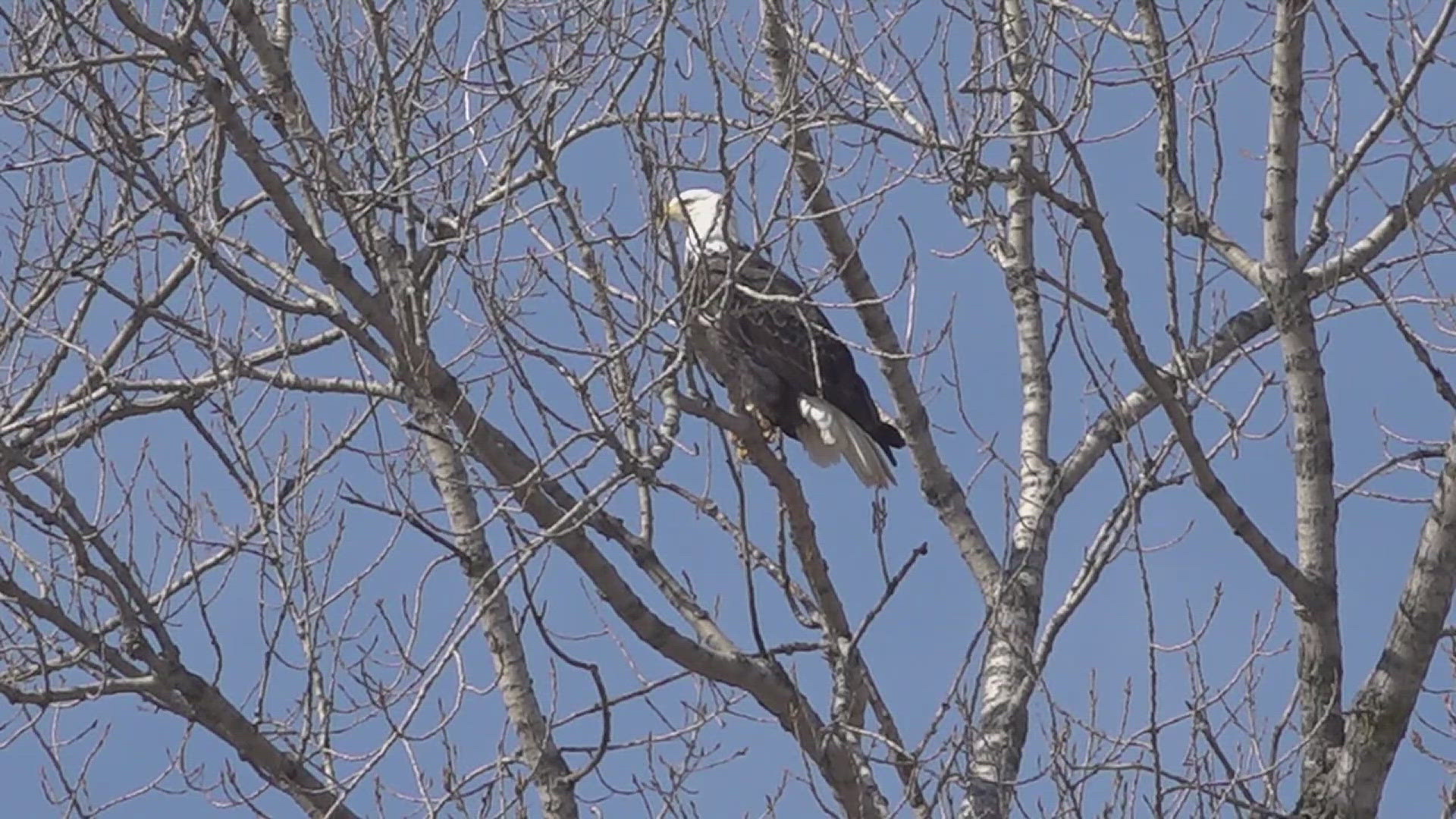 World-famous eagles come back to their local nest