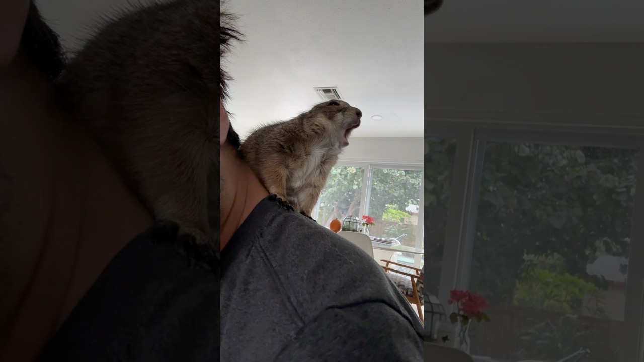 This sleepy prairie dog’s tail wiggles and yawn are too cute