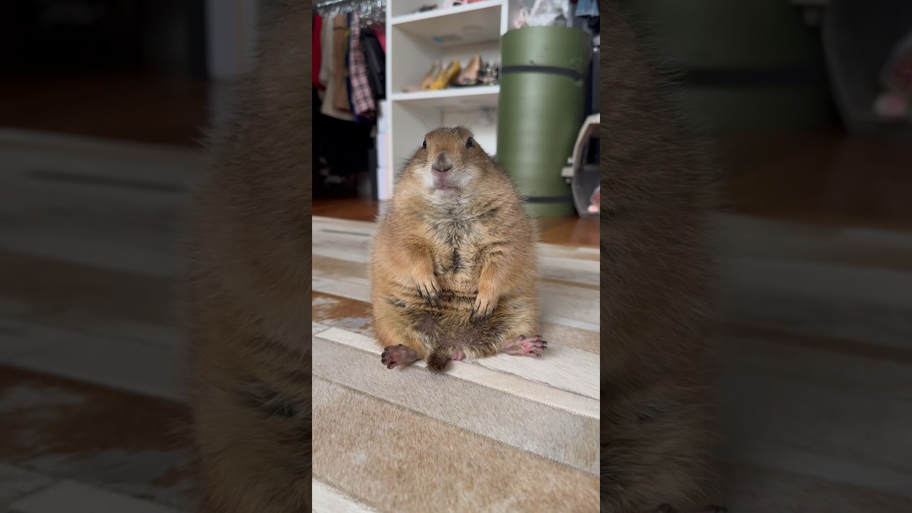 Poppy Busy Being a Chonky Prairie Dog