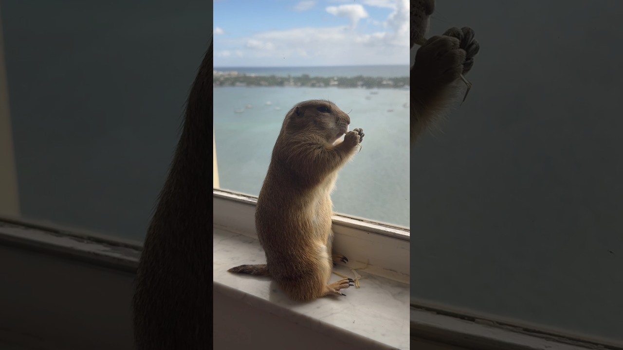 Poppy Enjoys Hay and Her Beautiful View