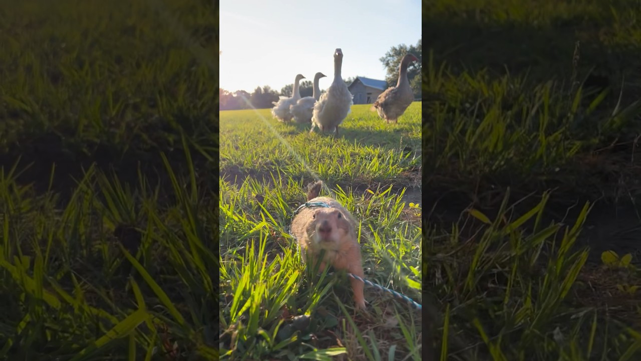 Morning Walks with Poppy and the Geese