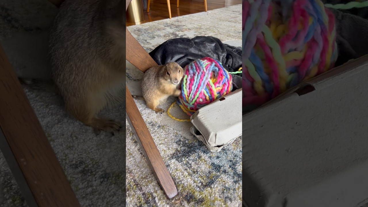 Prairie dog Poppy gets the zoomies from her yarn