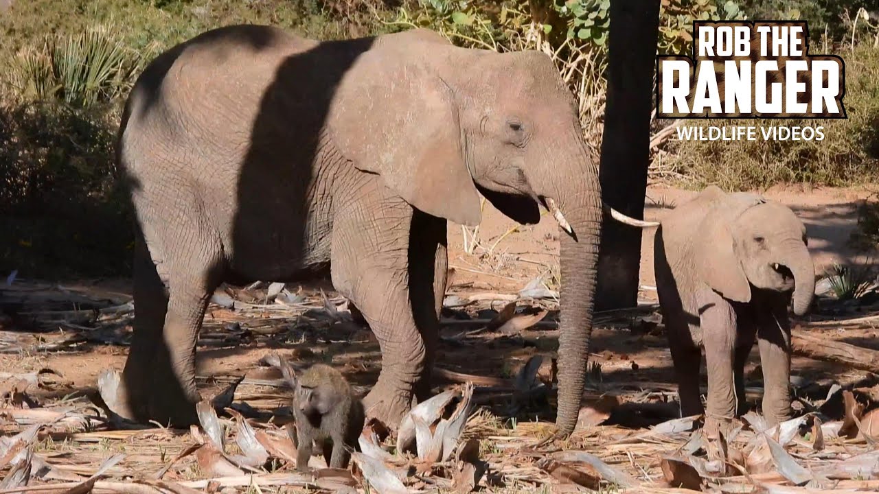 Elephants and baboons feast on palm fruit together