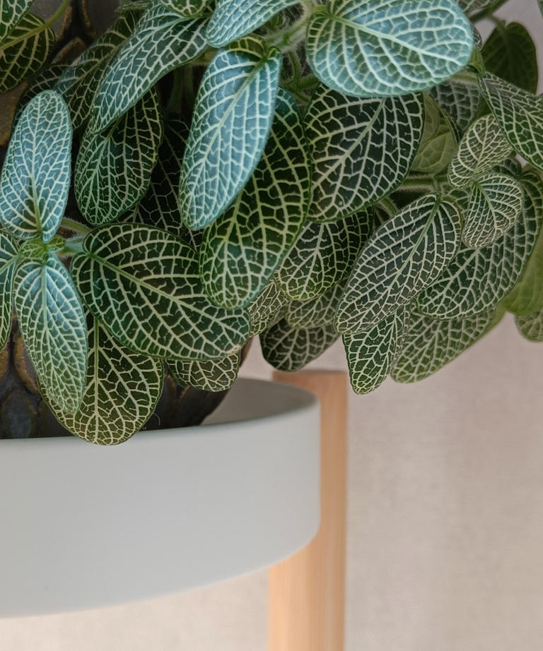 Houseplant experts reveal the one reason your fittonia is drooping ...