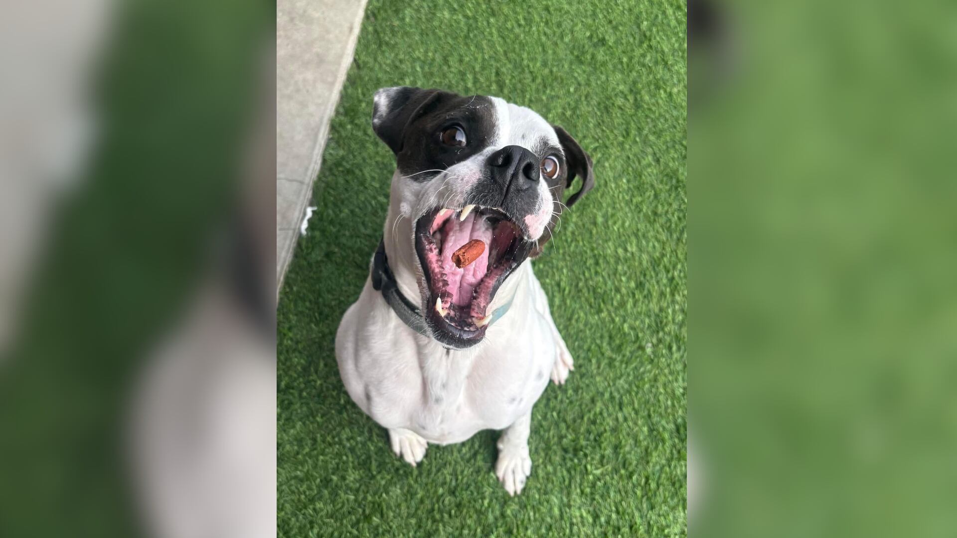 VHS holds ‘treat-catching contest’ for shelter dogs