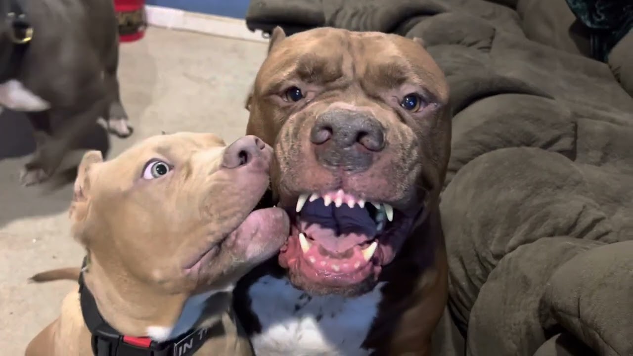 Look at These Impressive Teeth—Hulk’s Powerful Bite