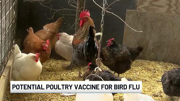 LSU Vet Professor weighs in on potential poultry vaccine for bird flu