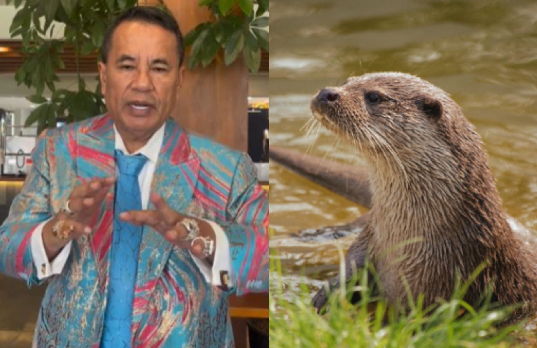 Kronologi Hotman Paris Digigit Berang-Berang Peliharaan hingga ...