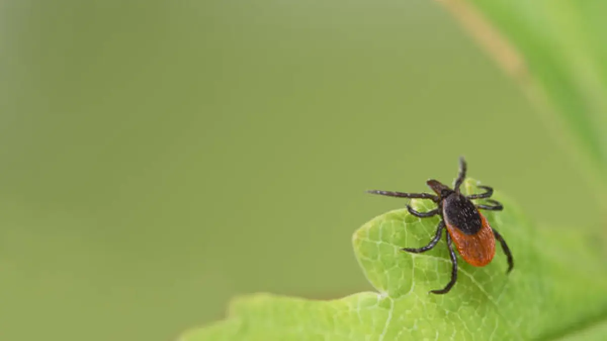 Las dos plantas que si se tienen en casa mantendrán a las pulgas y ...