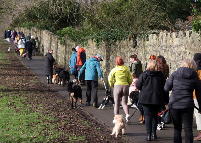 Bark Run: Dog walking club ‘Doggy Danders’ bringing people together in ...