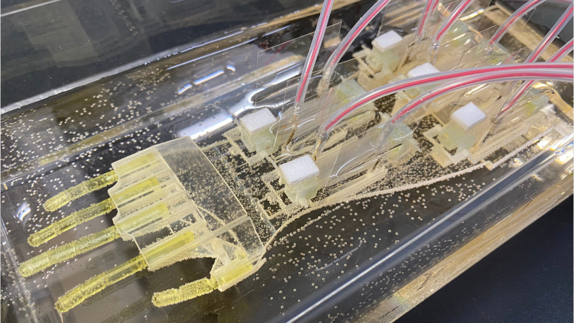 'Terminator' Hand Built With Lab-Grown Muscles Brings Sci-Fi Closer To ...