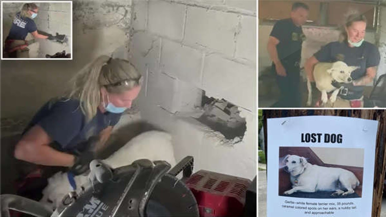Firefighter Takes Sledgehammer To Wall To Rescue Dog Who’s Trapped Inside