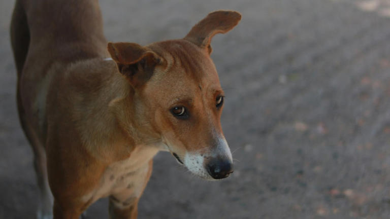 Quel animal est le plus dangereux au monde? Un nouveau classement vient ...