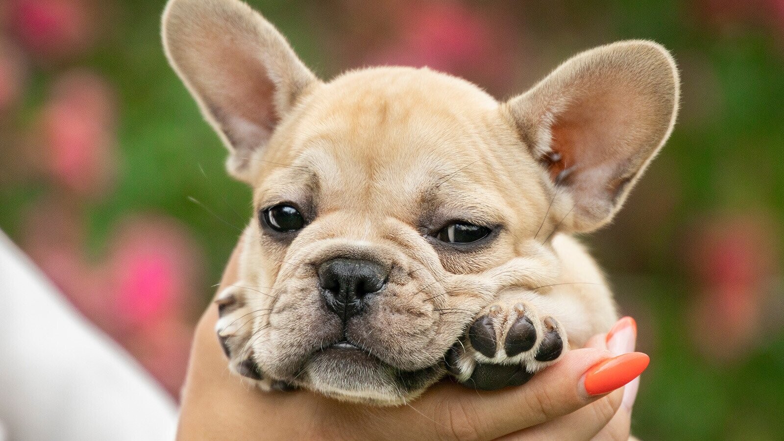 5 Dogs Humans Have Bred Into Genetic Disasters