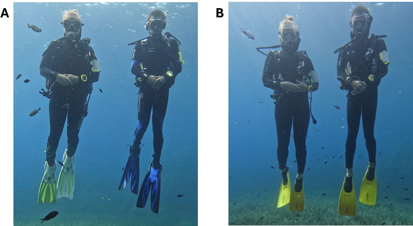 The surprising ability of fish to recognize humans individually 🐟