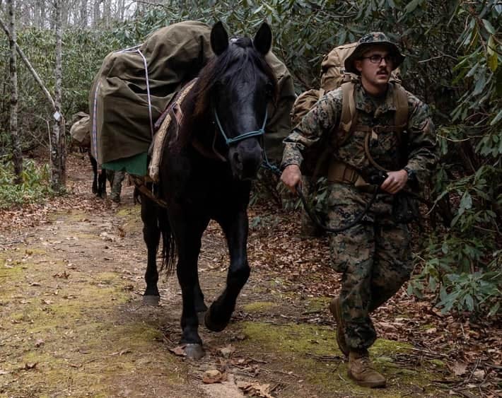 Mules that delivered supplies in Western North Carolina after Helene ...