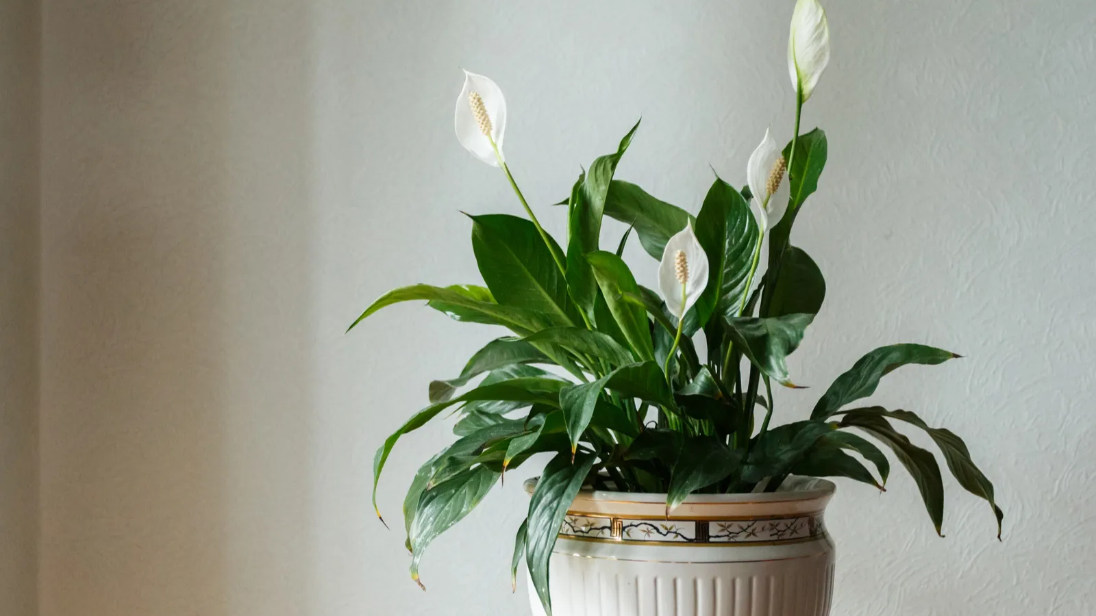 The mood-boosting plants that make your home feel genuinely different