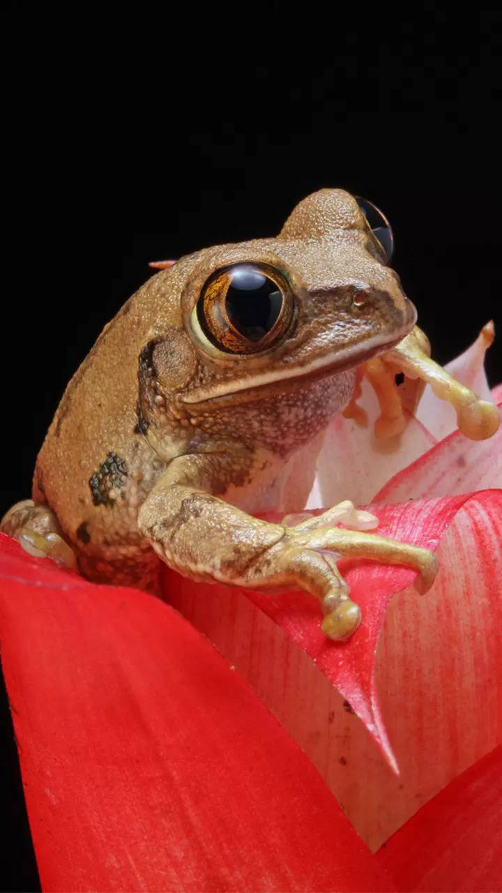 10 animals that help manage pests