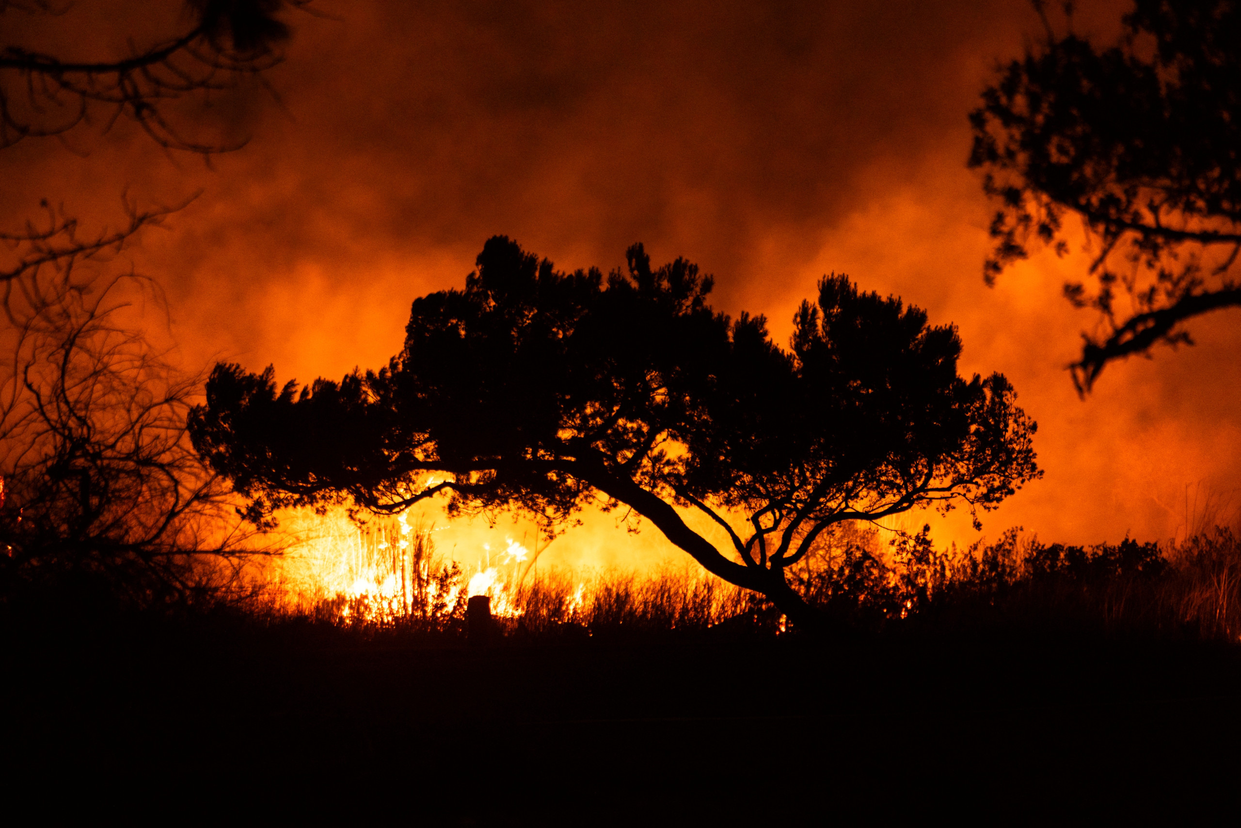 How do wildfires impact ecosystems?