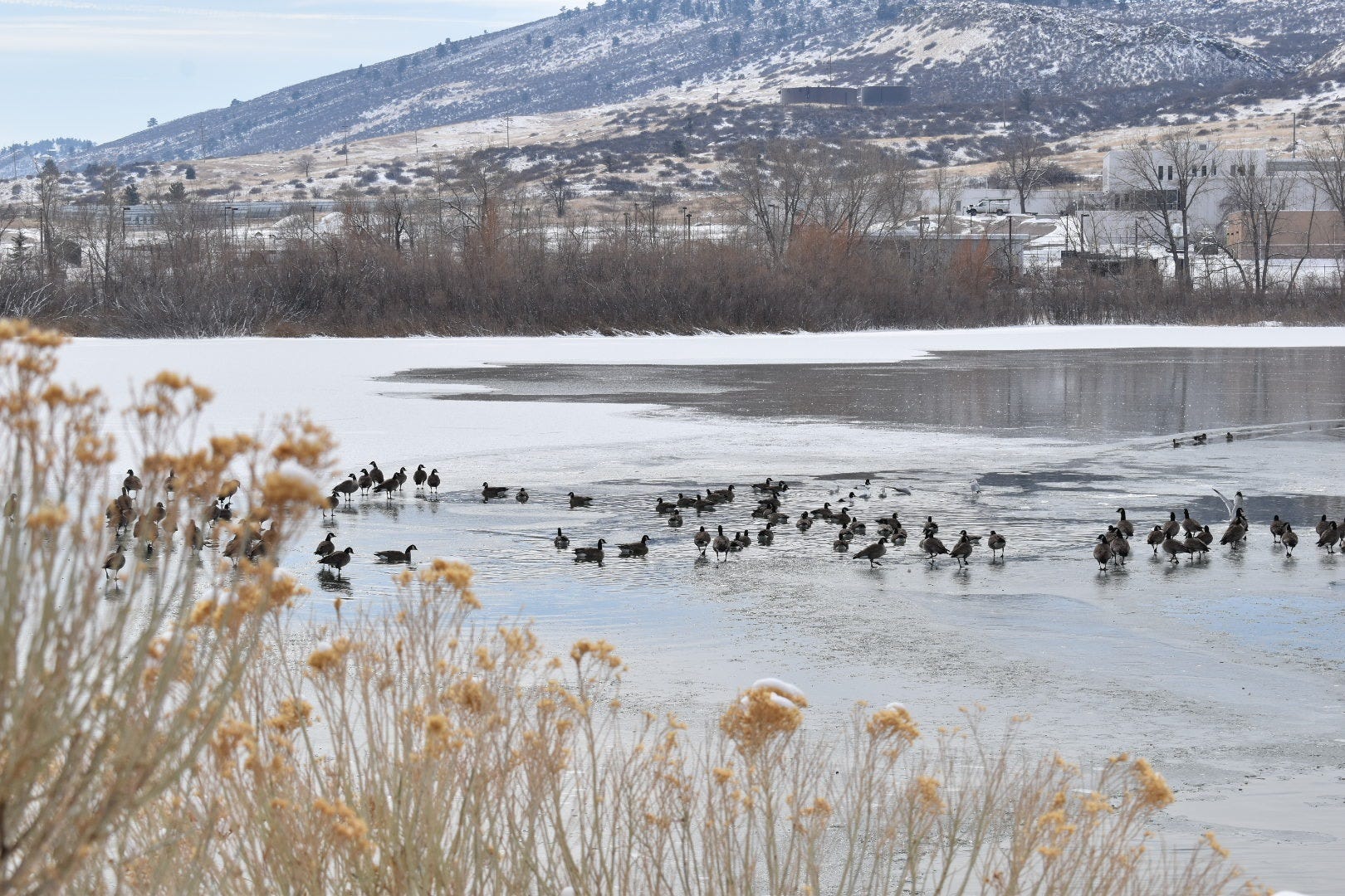 Wondering why Fort Collins has so many geese? Here's the true story of ...