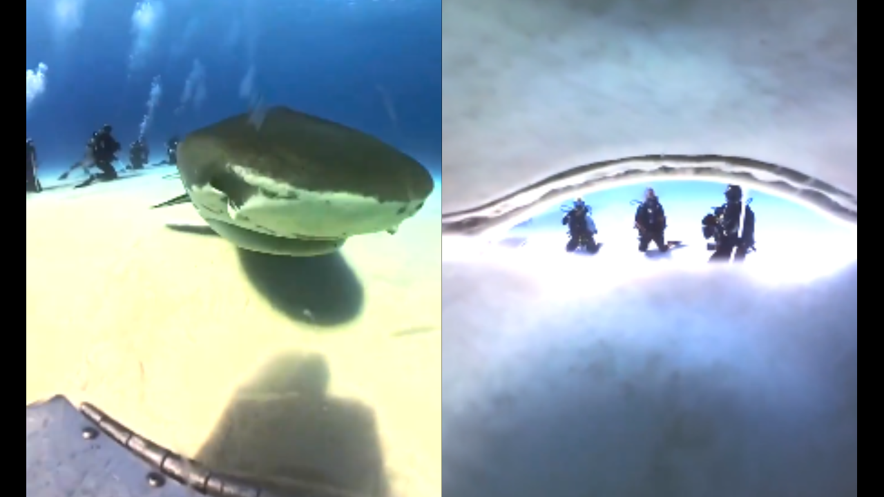 Viral Video Of The Day: Shark Swallows Camera- Here’s How The Inside Of ...