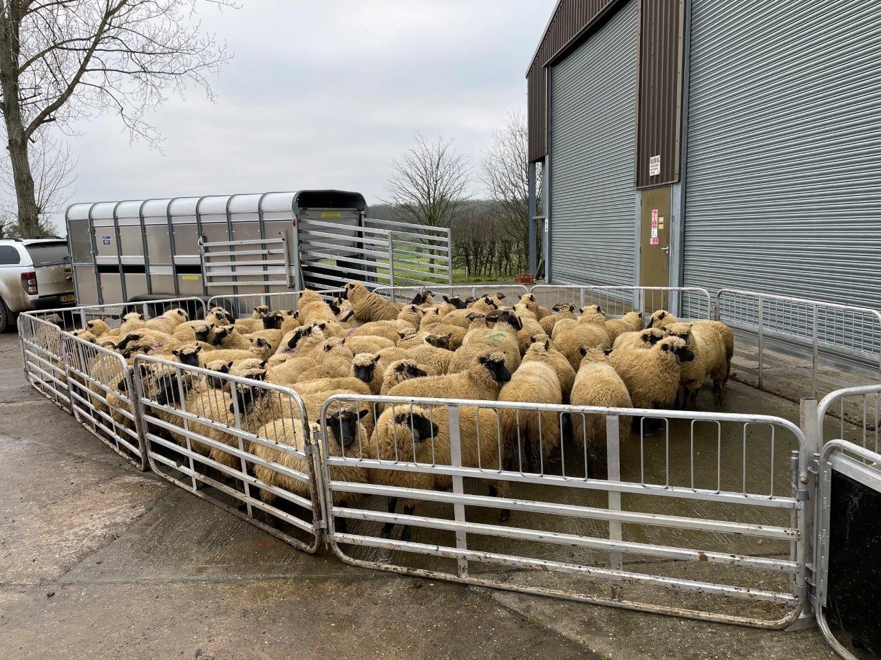 Norfolk shepherdess ready for her first lambing season