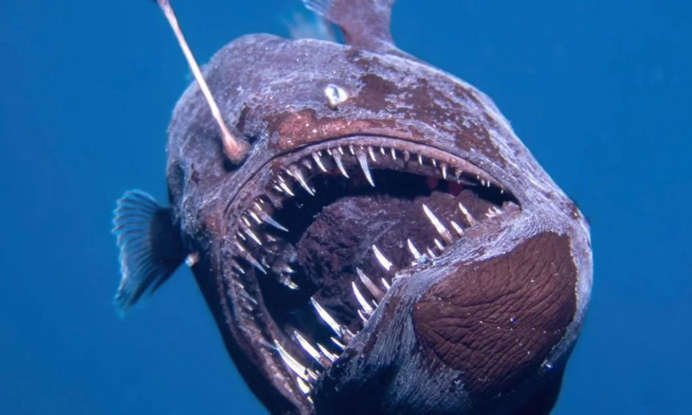 15 Deep Sea Creatures That Live in Complete Darkness 15 Deep Sea Creatures That Live in Complete Darkness
