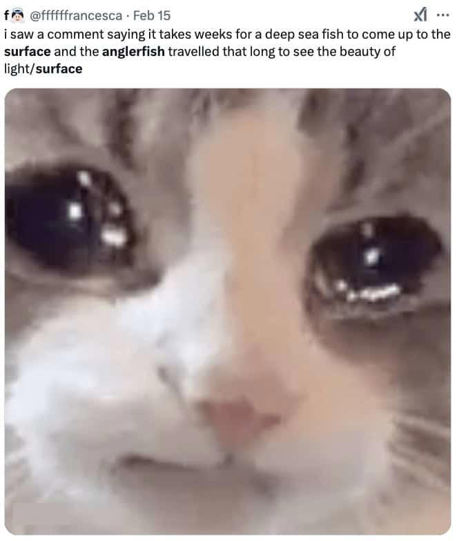 21 Teary-Eyed Memes About The Anglerfish Who Mysteriously Swam To ...