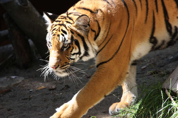 The Malayan Tiger: Fighting to Save One of the World’s Rarest Big Cats The Malayan Tiger: Fighting to Save One of the World’s Rarest Big Cats