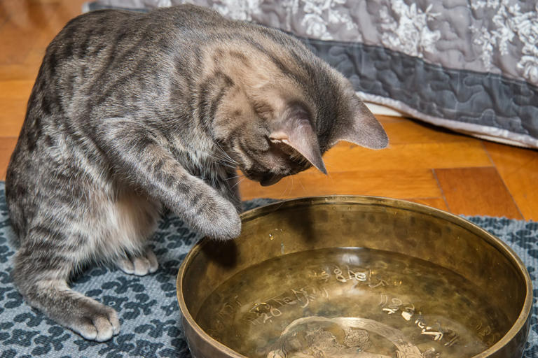 Shock As Cat Helps Dunk Owner's Head in Ice Cold Water