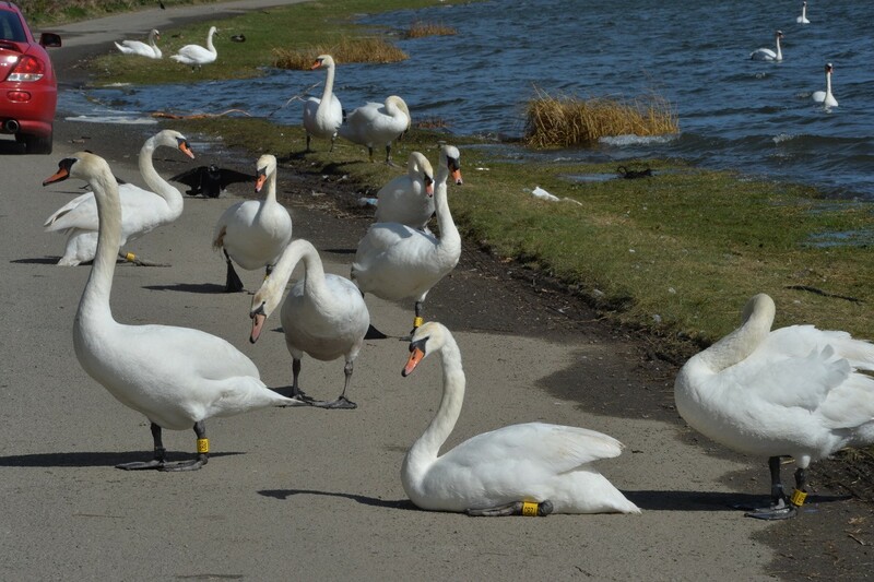 Dublin swans carry drug-resistant bacteria that makes infections harder ...