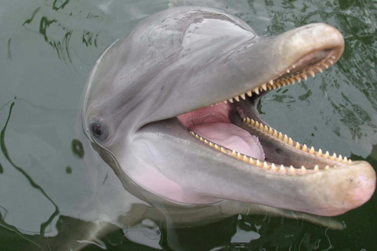 How Many Sounds Does a Dolphin Make?