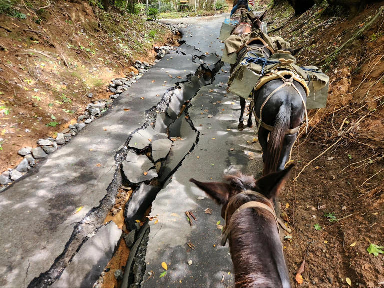 Mules that delivered supplies in Western North Carolina after Helene ...