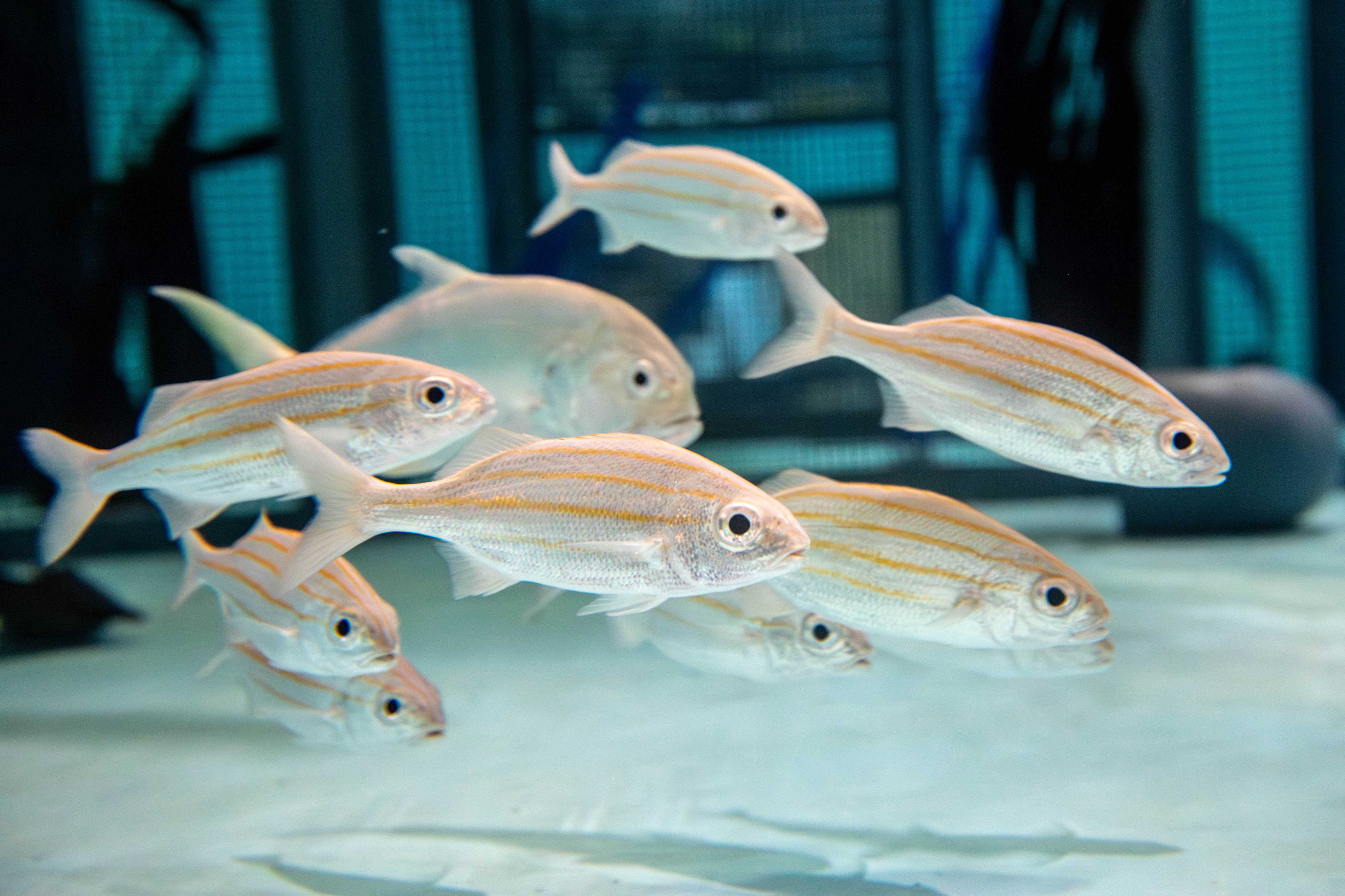 Hundreds of fish from NE Aquarium sent to NY as part of groundbreaking ...