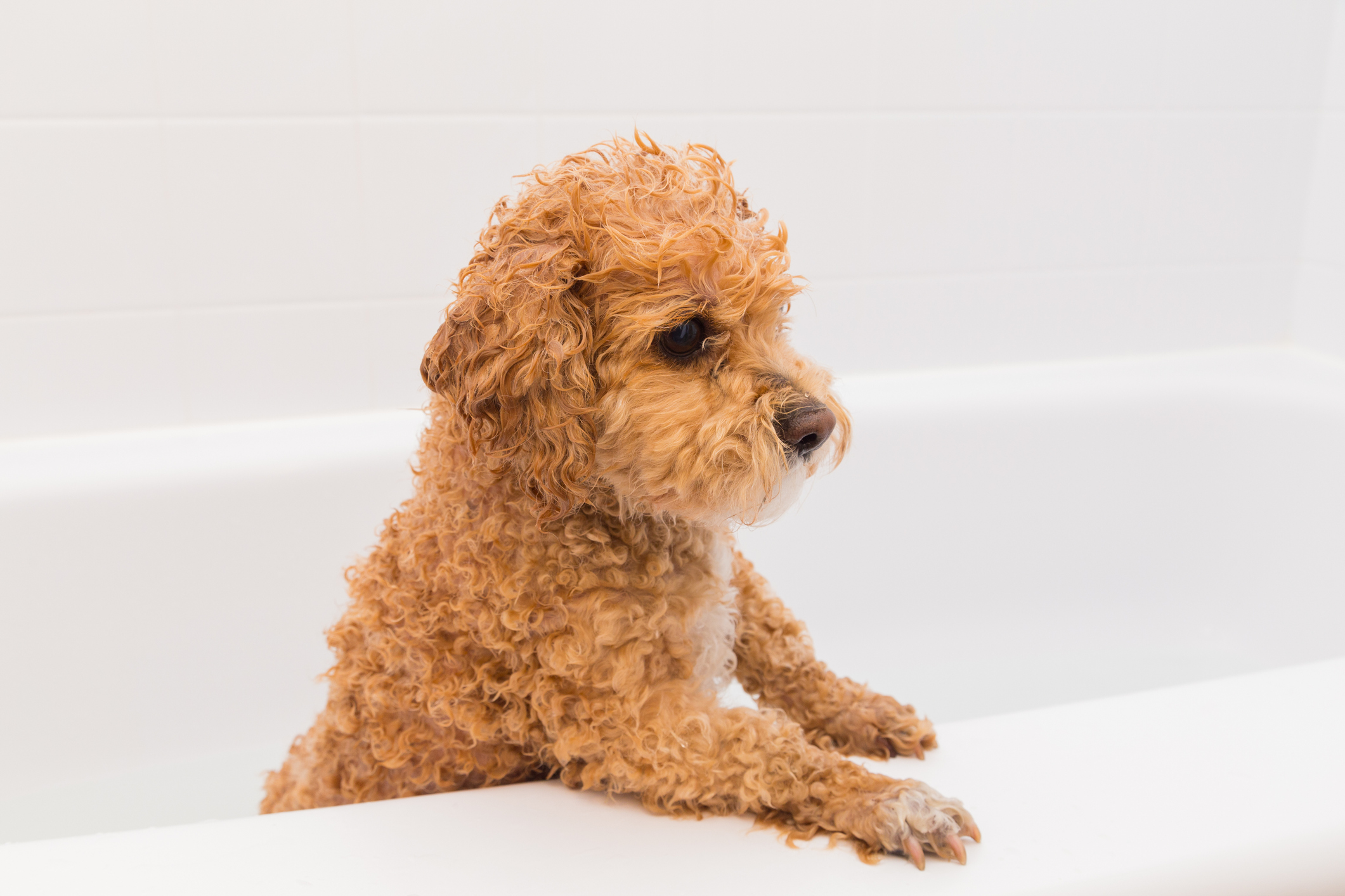 Hearts Melt at What Cockapoo Is Found Doing As Owner Showers