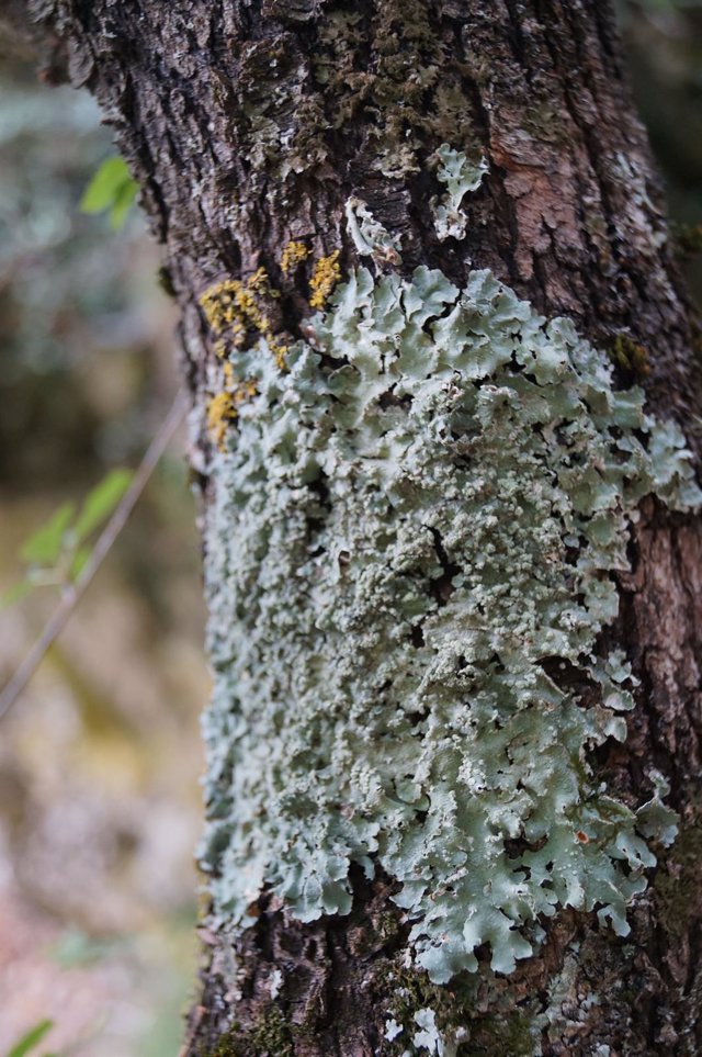 Encuentran en el Parque Natural de Penyagolosa un liquen que es la ...