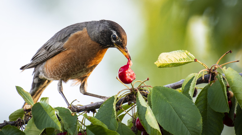 The Fast-Producing Fruit Tree That Both Gardeners And Birds Can Enjoy