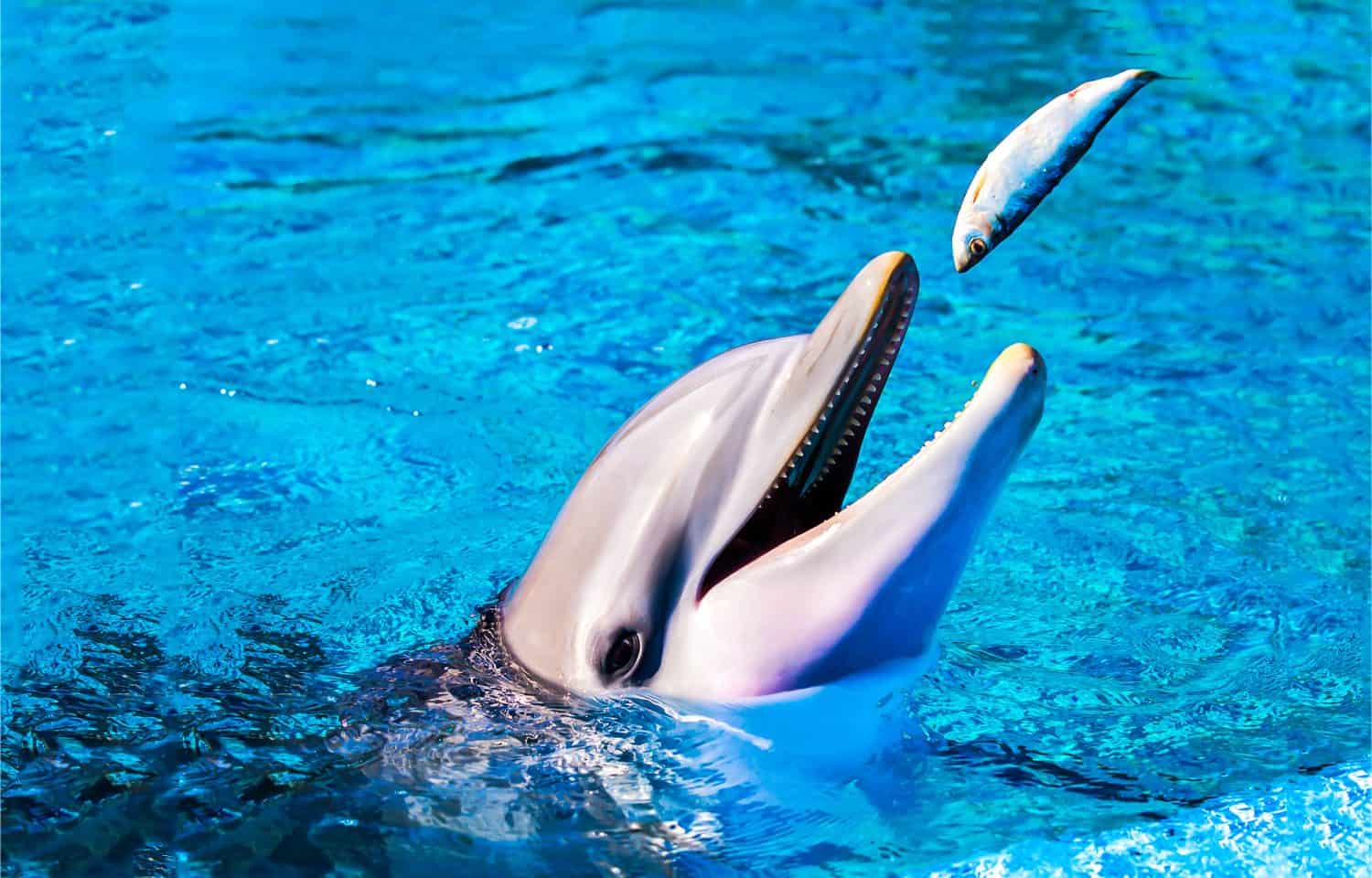 What Do Dolphins Eat?