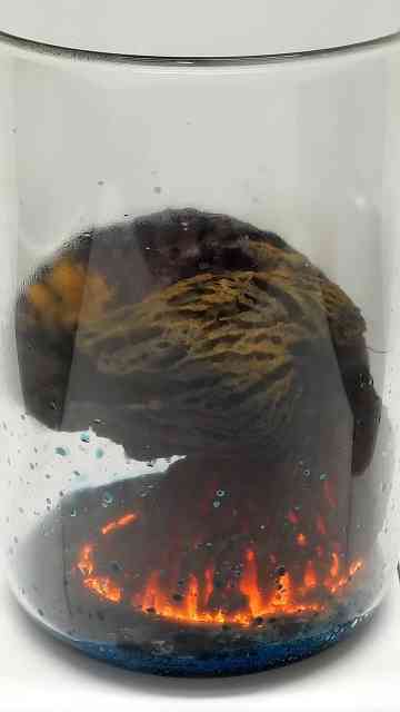 Something weird grows from this liquid