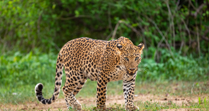 8 Best Places to See Leopards in the Wild