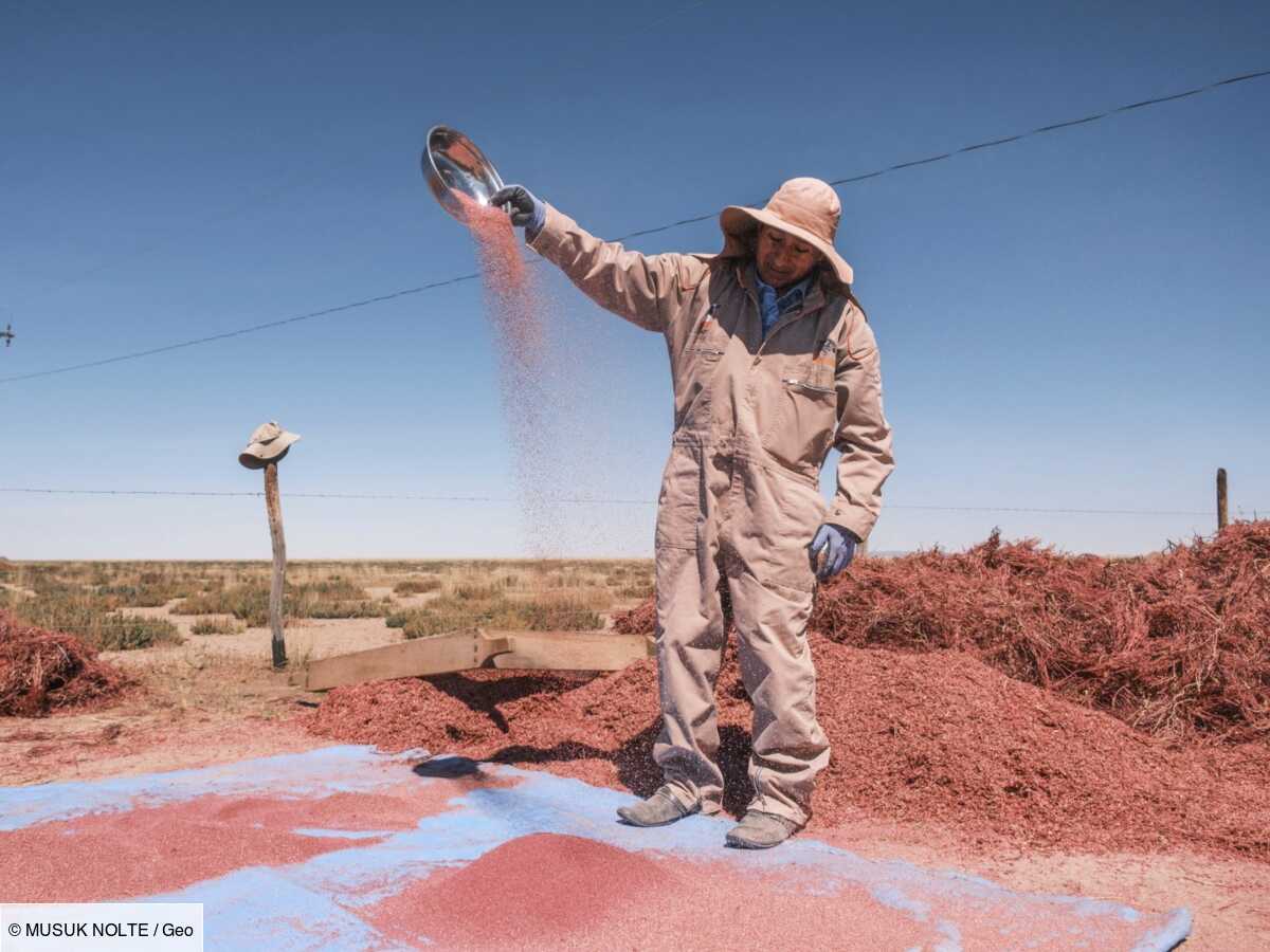 La cañahua, ce nouveau "quinoa" qui fait rêver la Bolivie et pourrait ...