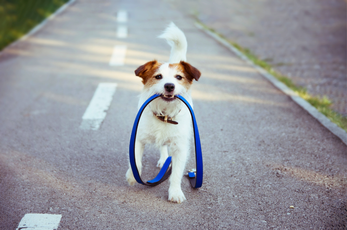 Why Dogs Refuse to Go on Walks & What to Do About It