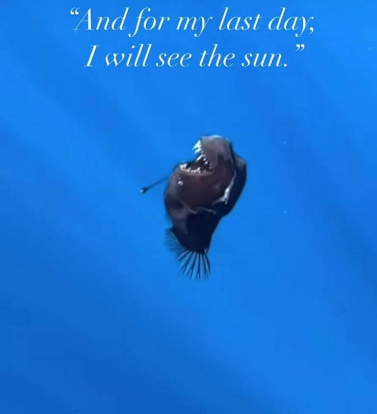 21 Teary-Eyed Memes About The Anglerfish Who Mysteriously Swam To ...