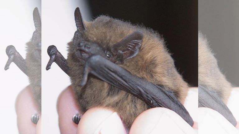 Wuhan virologists identify new coronavirus in bats. It has a disturbing ...