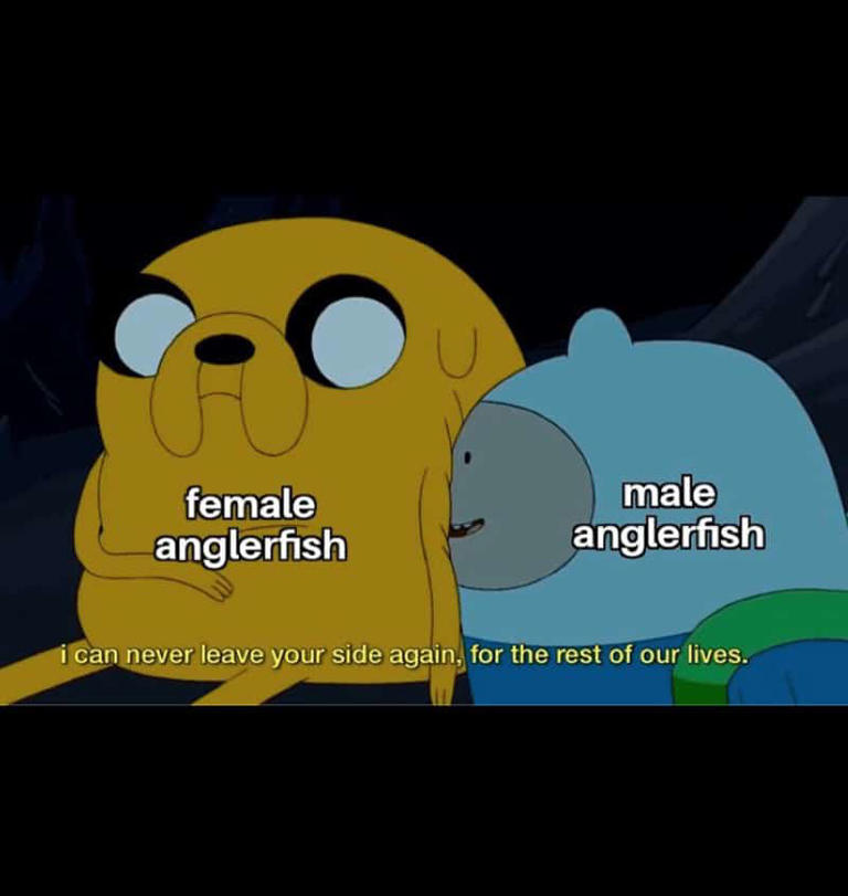 21 Teary-Eyed Memes About The Anglerfish Who Mysteriously Swam To ...