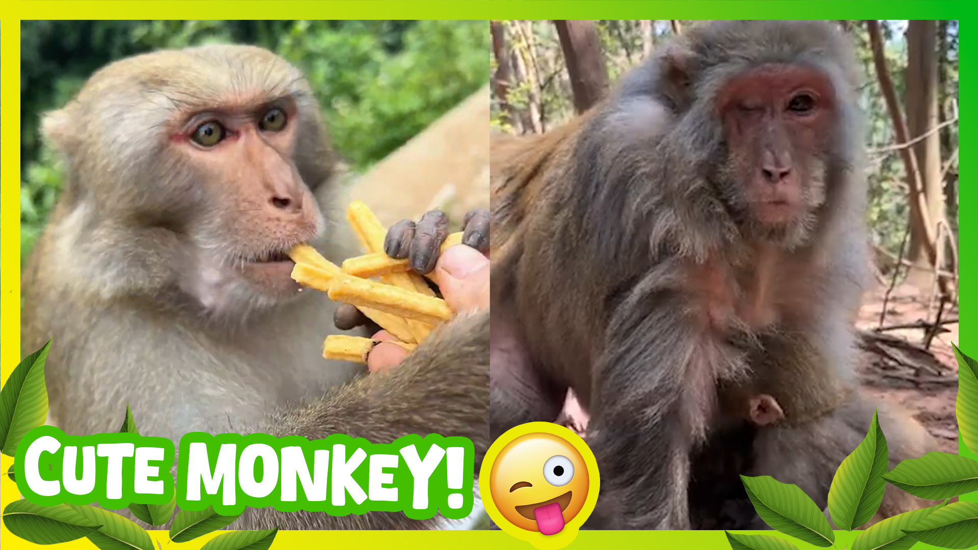 Cute Monkey: Adorable and Funny Monkey Moments You’ll Love! 🐒😍