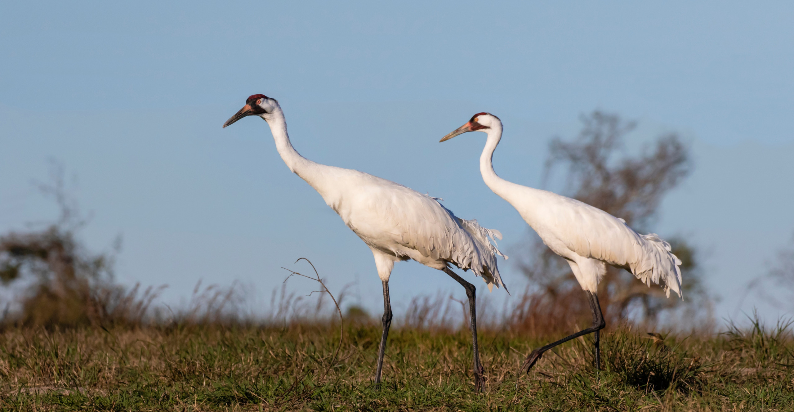 Towering and majestic: meet the world’s tallest birds